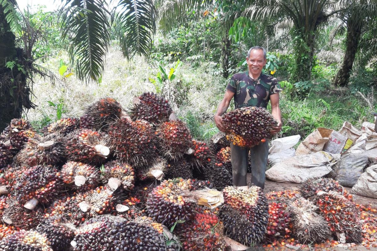 Petani Sawit di Muara Enim Keluhkan Harga TBS Turun Pascaterbit PP SDA ...